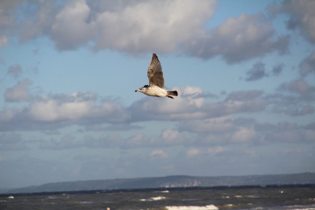 Large White-headed Gulls from Lion-sur-Mer on November 04, 2022 at 05: ...