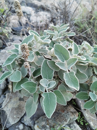 Variety Sideritis candicans crassifolia · iNaturalist