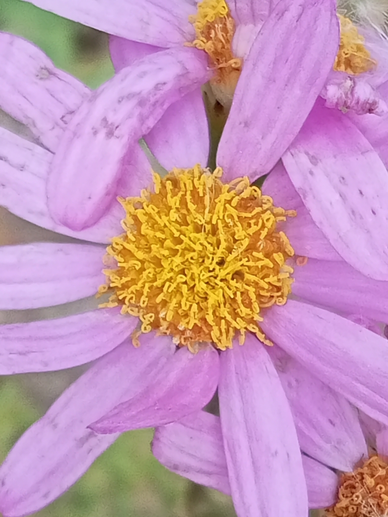 Red-purple Ragwort from Hermanus Animal Welfare Society on October 28 ...