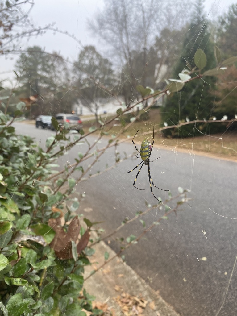 Joro Spider from Snapfinger Dr, Athens, GA, US on November 5, 2022 at ...