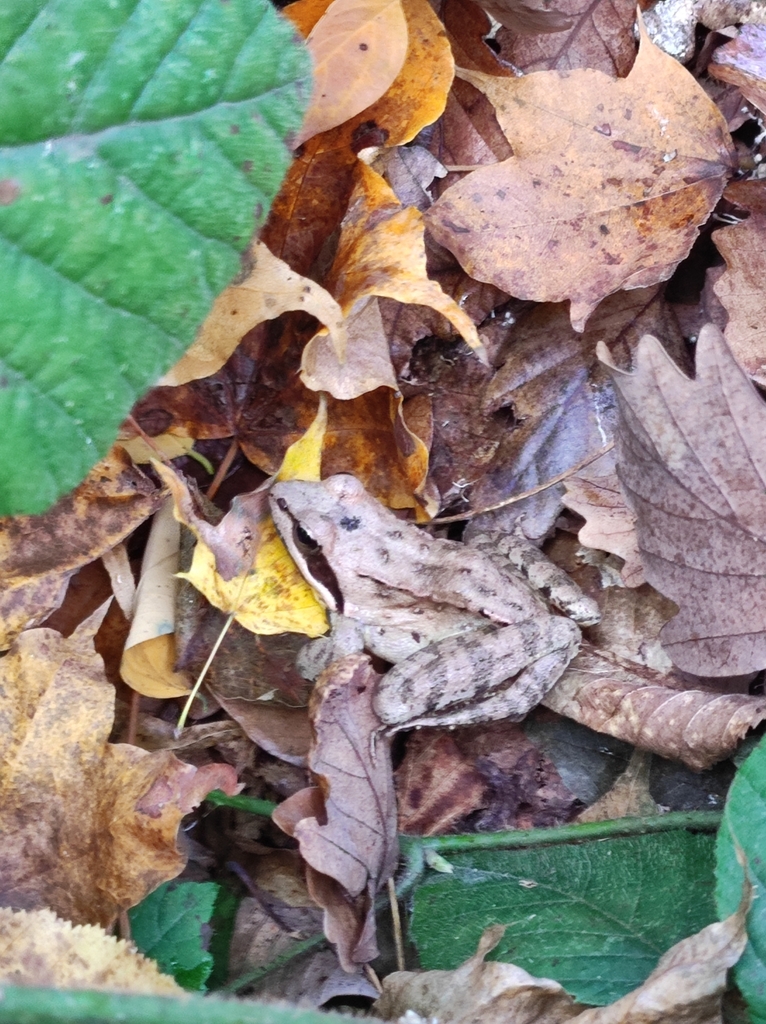 Taurus Frog from Goryachiy Klyuch gorsovet, RU-KD, RU on November 5 ...