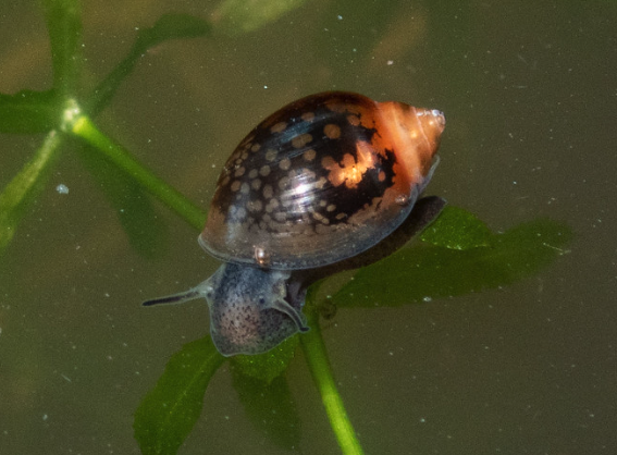 Acute Bladder Snail from Saint-Barthélemy on October 28, 2022 at 10:00 ...