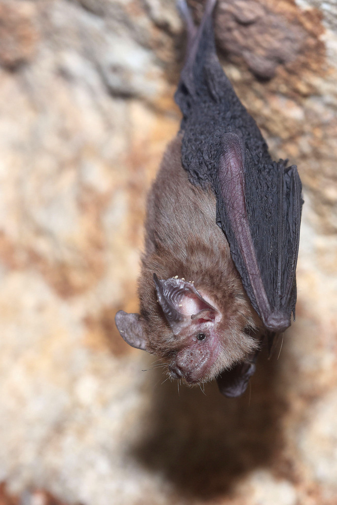 Bumblebee Bat in November 2022 by Carlos N. G. Bocos · iNaturalist