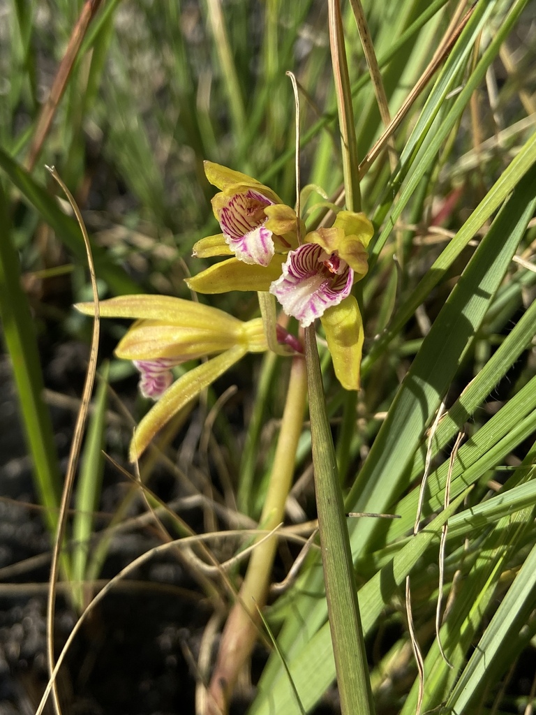 Nervilia kotschyi purpurata in November 2022 by Carel Fourie · iNaturalist