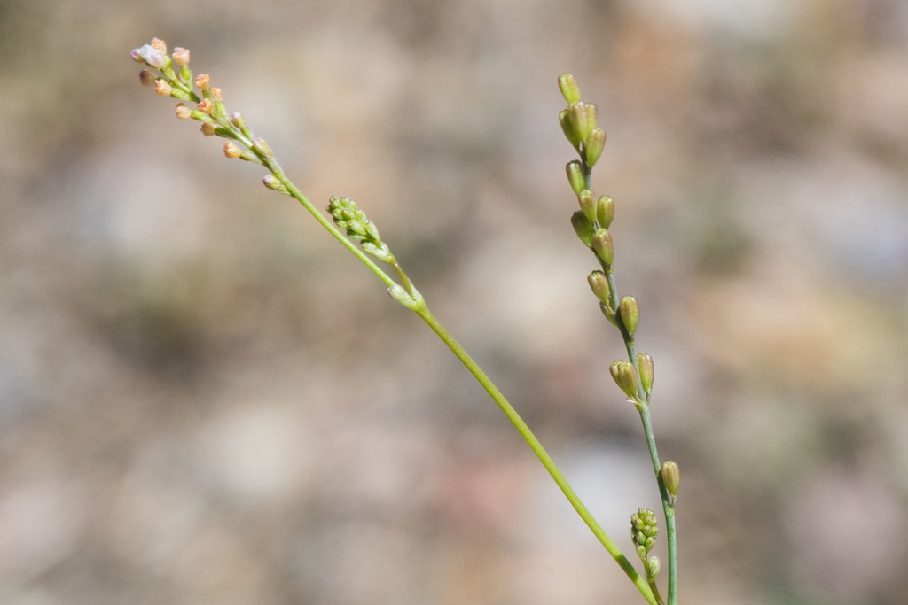 Creeping Spiderling (Boerhavia spicata) - Botanical Realm