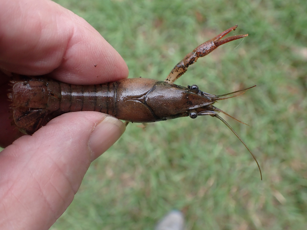 White River Crayfish from Sabine County, TX, USA on October 29, 2022 at ...