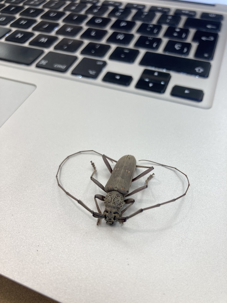 Susuacanga stigmatica desde María Madre, San Blas, NAY, MX el 26 de ...