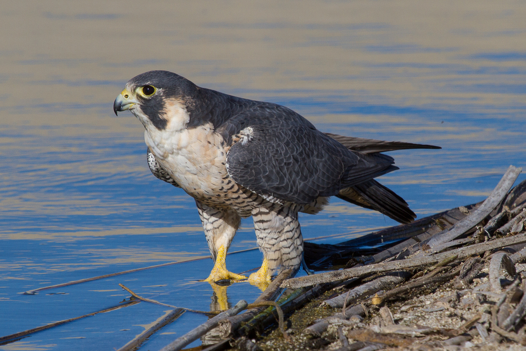 Peregrine Falcon from Estuary, San Jose del Cabo, BCS, Mexico on ...