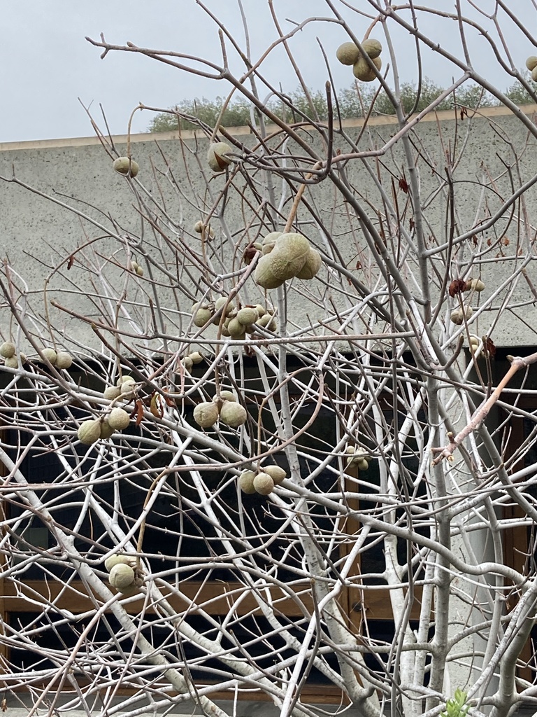 California buckeye from Oakland Museum of California, Oakland, CA, US ...