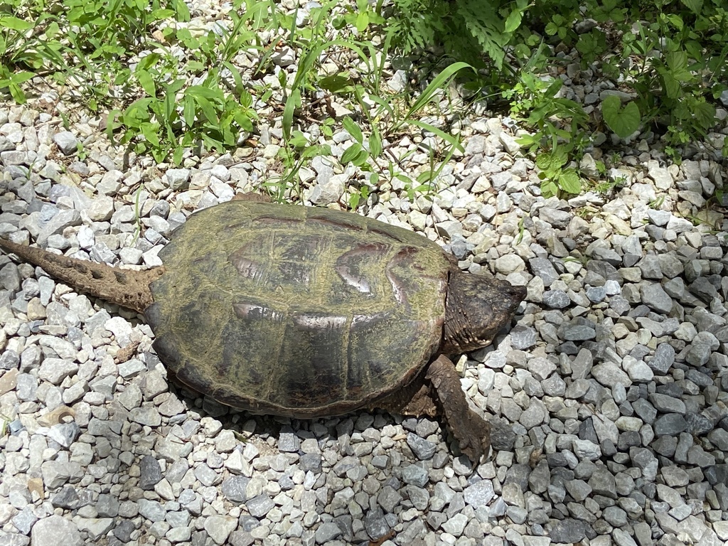 Common Snapping Turtle from Old Bryant Ln, Rocky Top, TN, US on June 11 ...