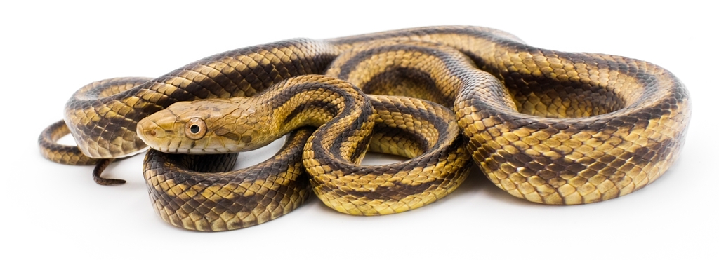 Eastern Ratsnake from Dunnellon on November 5, 2022 at 03:10 PM by ...