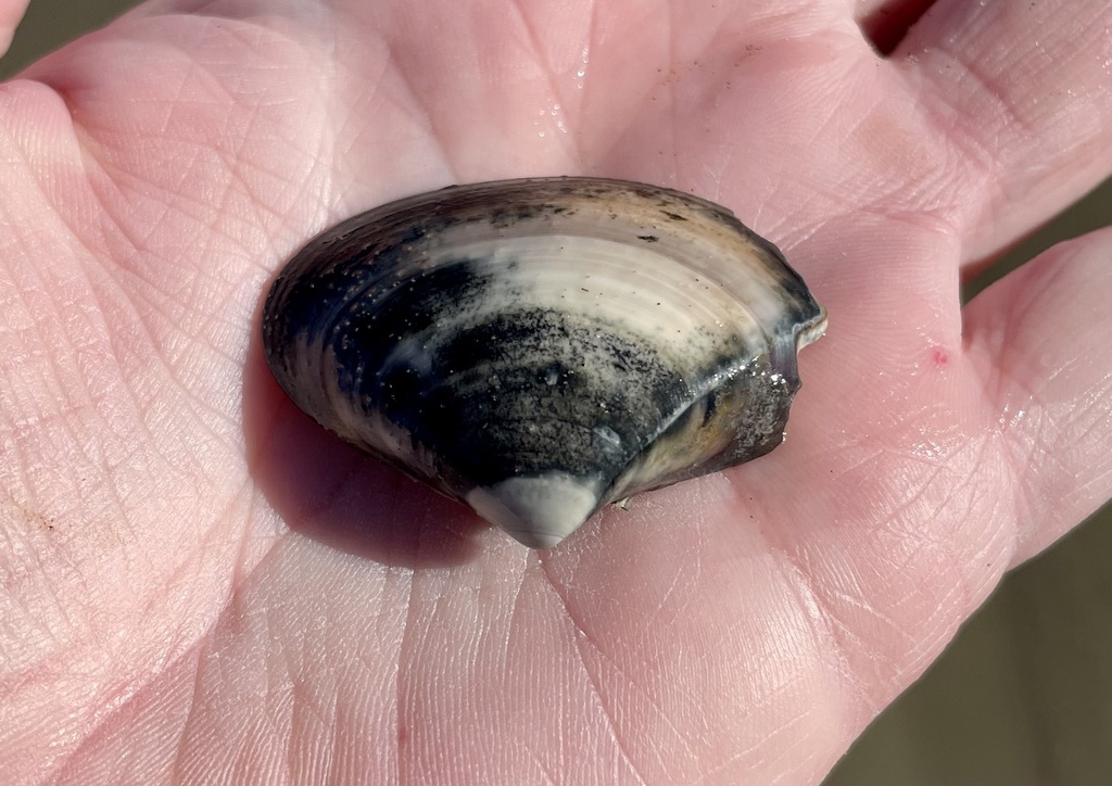 Pismo Clam from Lagoon Rd, Goleta, CA, US on November 05, 2022 at 03:05 ...