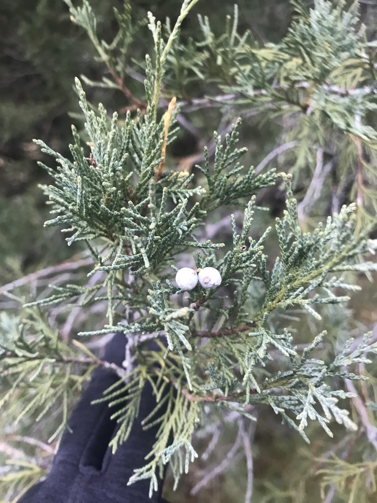 Rocky Mountain Juniper from Uinta-Wasatch-Cache National Forest, Logan ...
