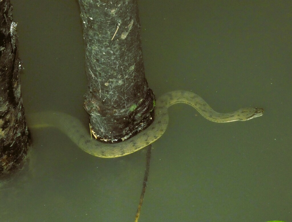 Southeast Asian Bockadam from Pasir Ris Park on 05 November, 2022 at 09 ...