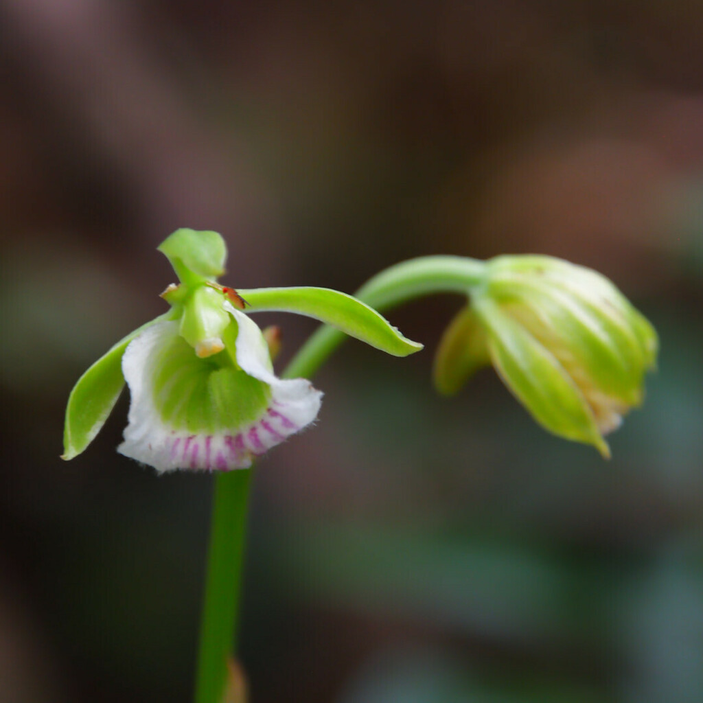 Two-Keeled Hooded Orchid in November 2022 by Pablo L Ruiz · iNaturalist