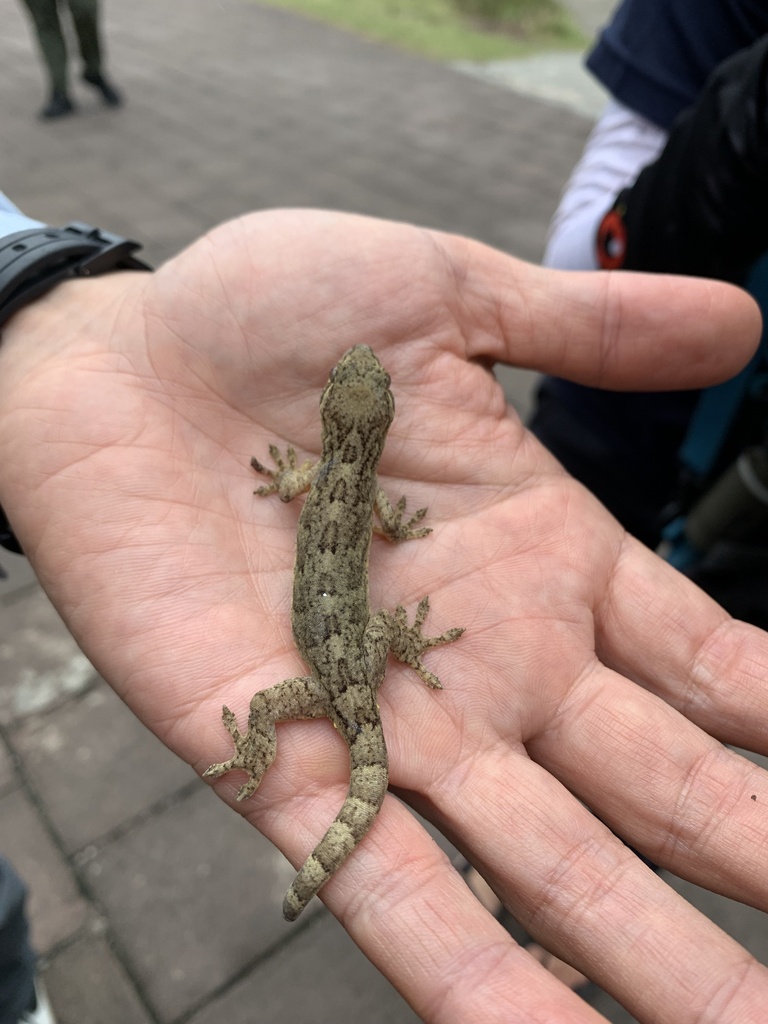Guishan Island Gecko from 龜山島, 頭城鎮, TW on October 21, 2022 at 01:16 PM ...
