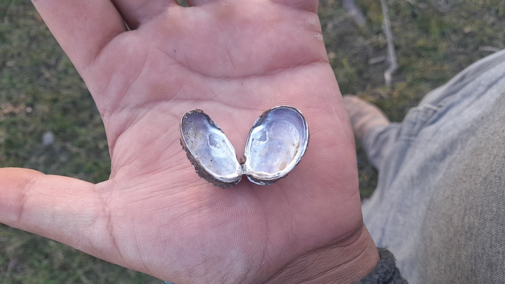 Purple-Nacre Clam from Durango, MX-DU, MX on November 5, 2022 at 05:57 ...