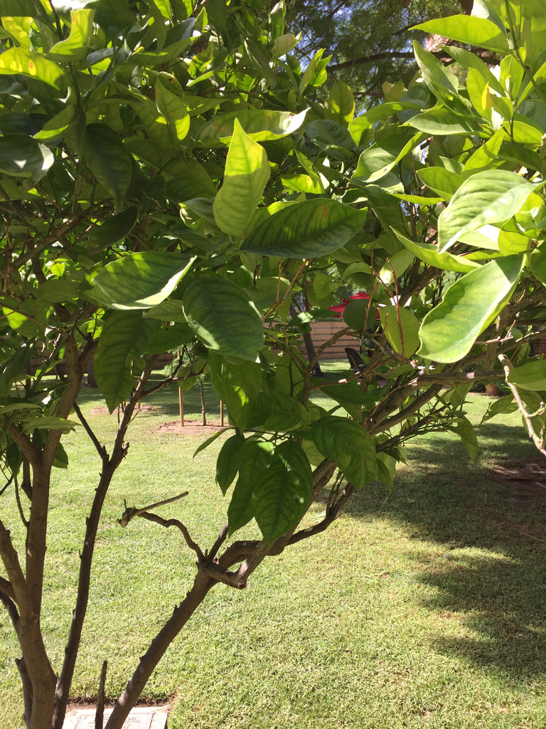 Lime from University of Southern California, Los Angeles, CA, US on ...