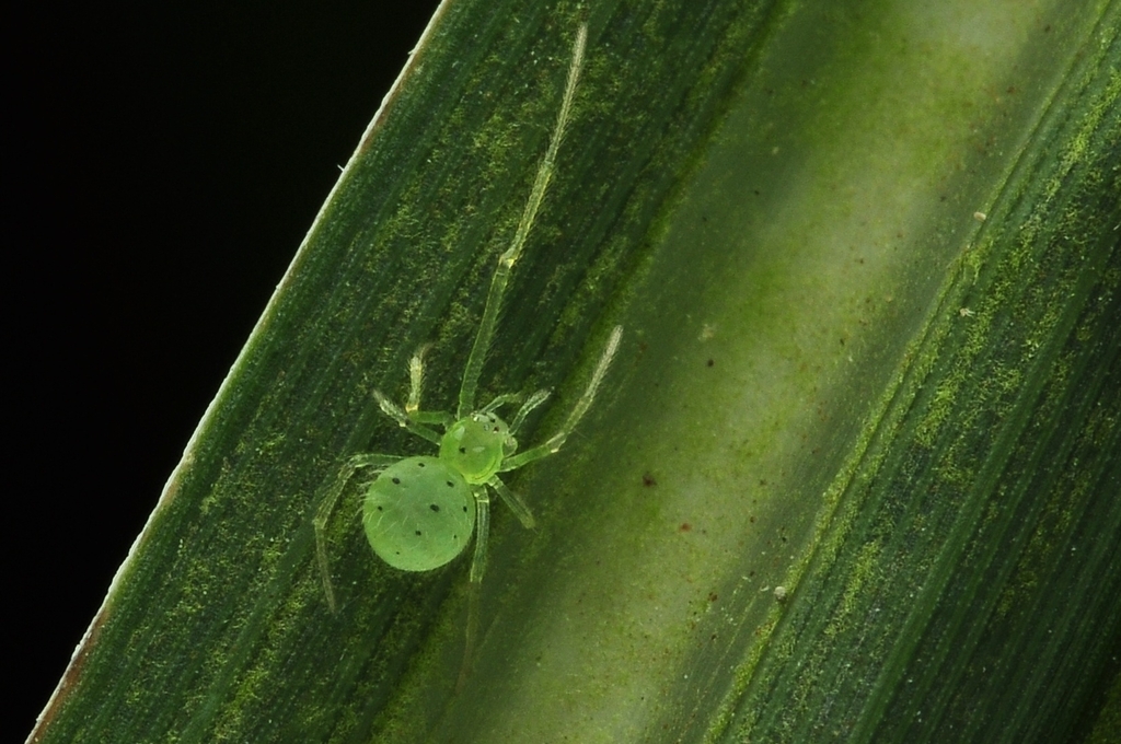 Chrysso foliata from 五指山 on November 4, 2022 at 12:36 PM by 邱仲良 ...