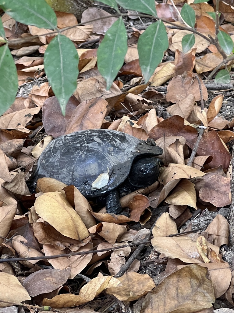 Black Marsh Turtle in November 2022 by Thirada Rairat · iNaturalist