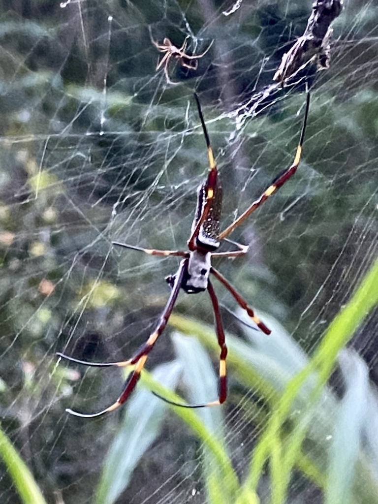 Golden Silk Spider from Trinidad, Trinidad and Tobago, TT on November 5 ...