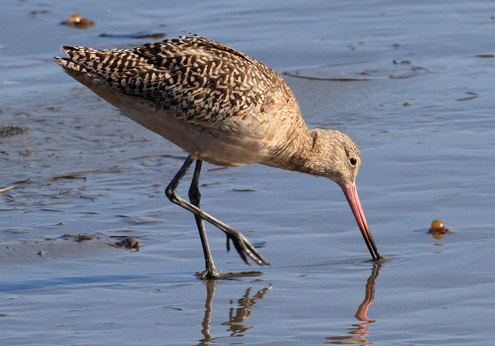 Marbled Godwit (More Mesa Bird Guide) · BioDiversity4All