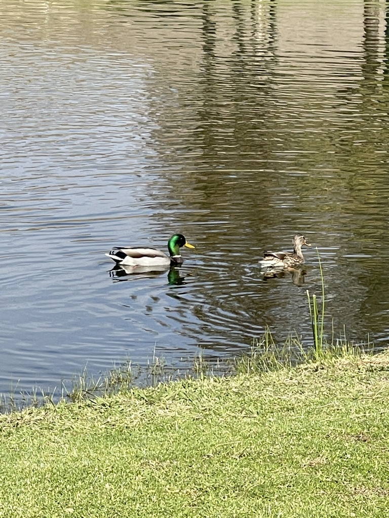 Mallard from Peach St, Madera, CA, US on November 5, 2022 at 12:43 PM ...