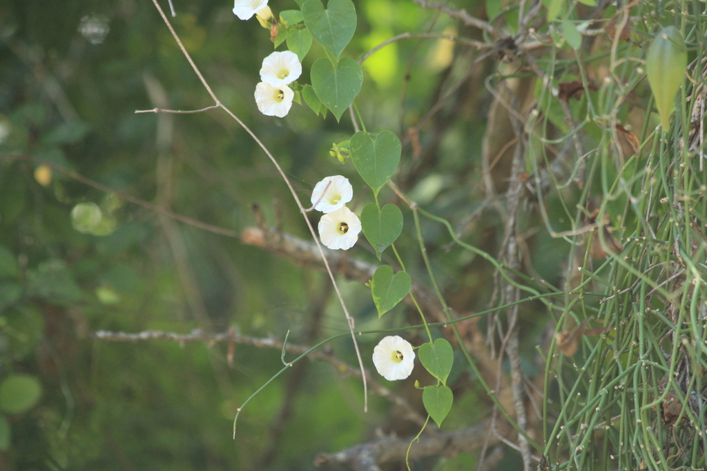Christmas vine from 82658 Chupaderos, Sinaloa, Mexico on November 05 ...
