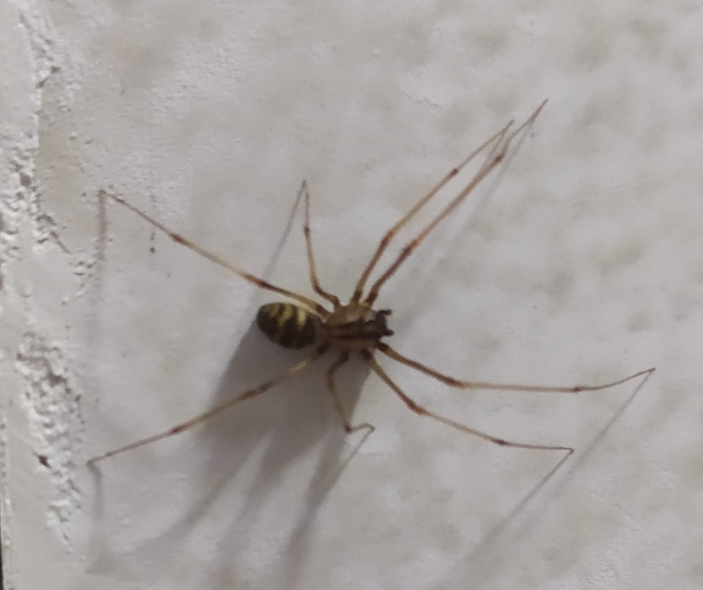 Scytodes from Jaguariúna - SP, 13919-442, Brasil on November 06, 2022 ...