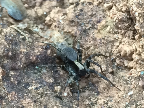 Lycosa sericovittata · iNaturalist United Kingdom