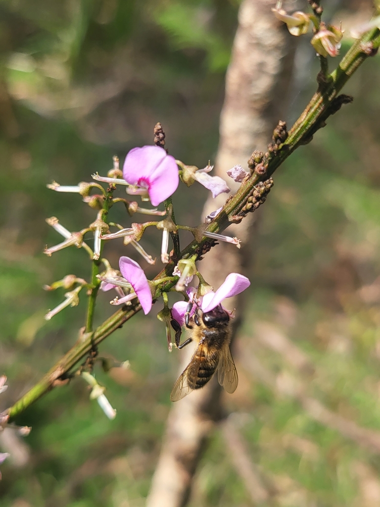 Australian Indigo from Mathinna TAS 7214, Australia on November 6, 2022 ...