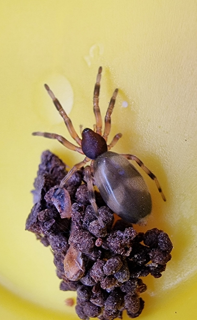 White-tailed Spiders from Rainbow Beach QLD 4581, Australia on November ...