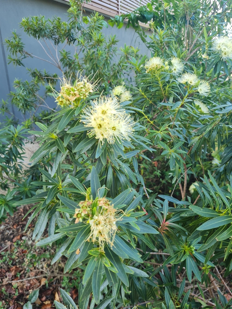 Xanthostemon verticillatus from Cairns - Northern Suburbs, AU-QL, AU on ...