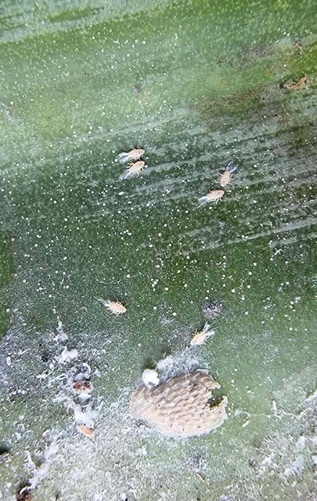 Jamella australiae from Rainbow Beach QLD 4581, Australia on November ...