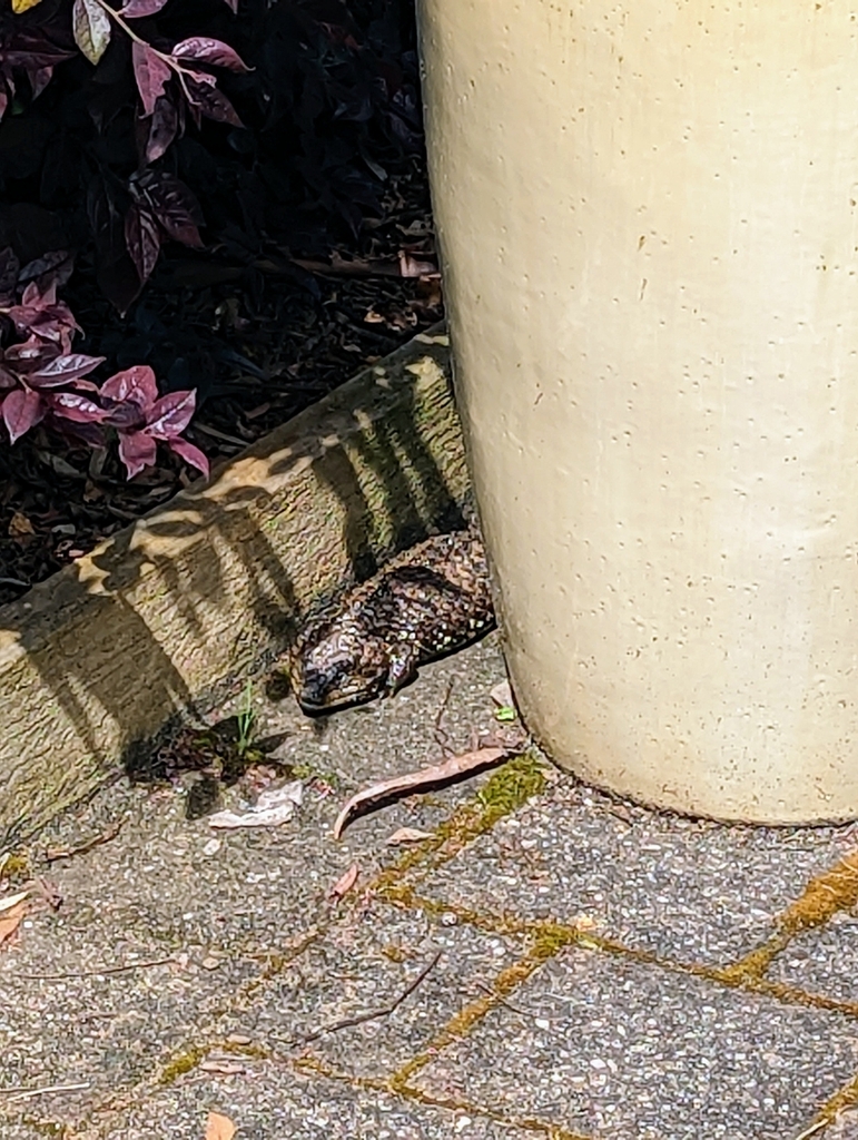Shingleback Lizard from Cherry Gardens on November 6, 2022 at 03:23 PM ...
