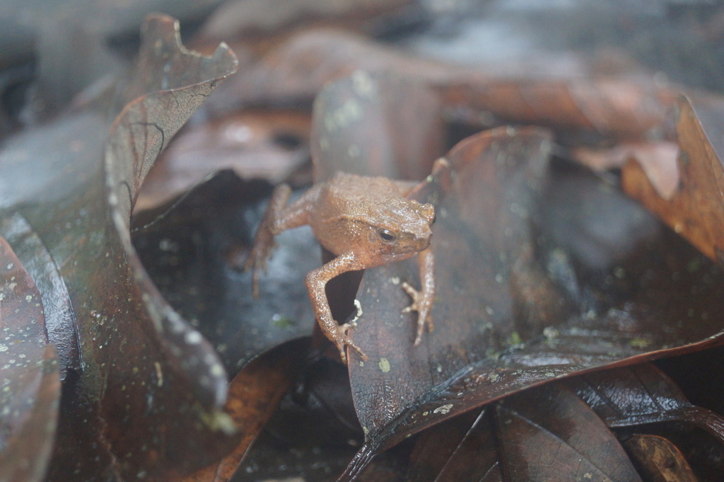 four-ridged toad from North Kayong Regency, West Kalimantan, Indonesia ...