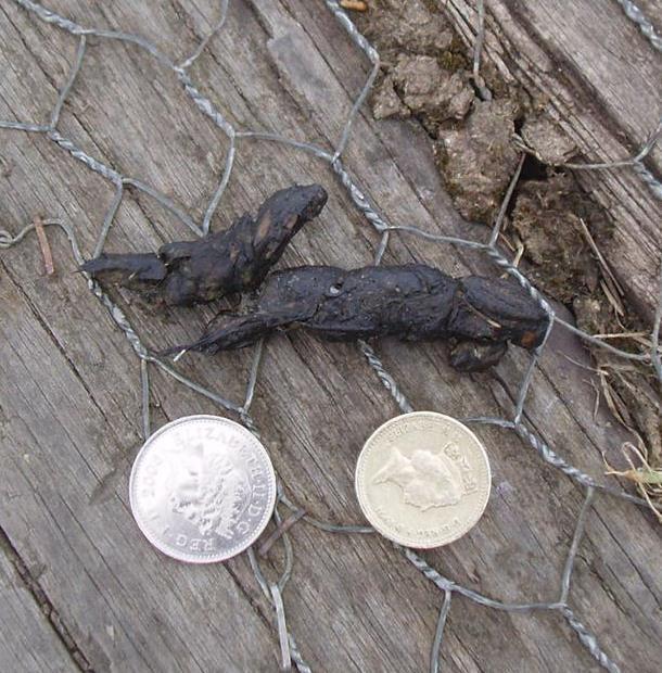 Water Vole (Utah Mammals) · iNaturalist