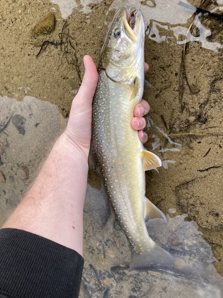 Bull Trout from Kootenai National Forest, Libby, MT, US on October 27 ...