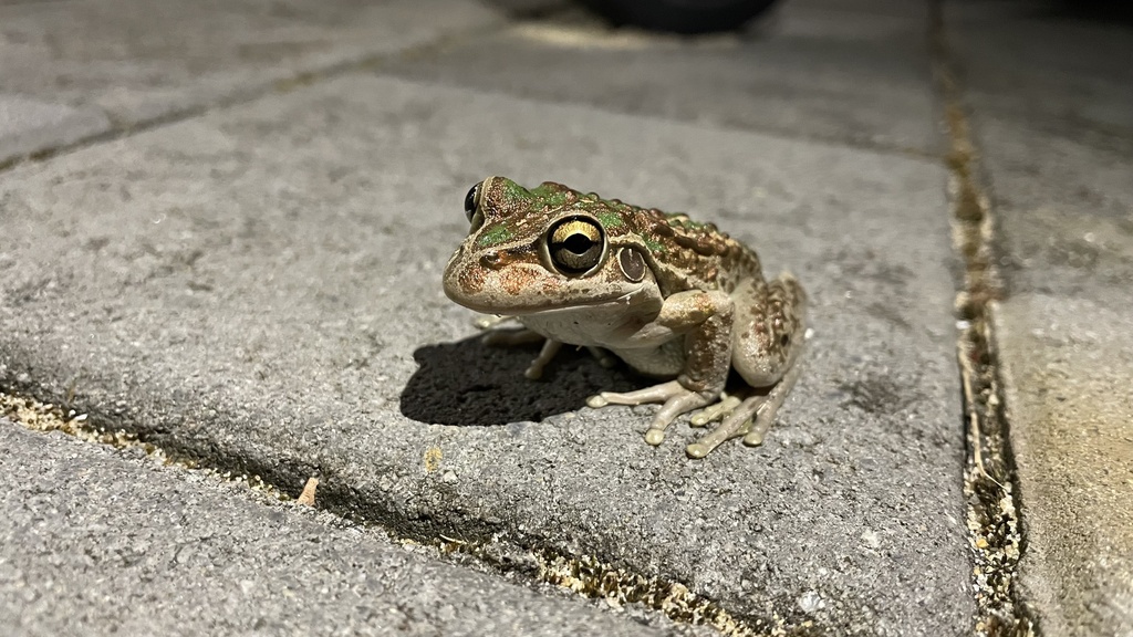 Motorbike Frog from Gooljak Rise, Lakelands, WA, AU on November 05 ...