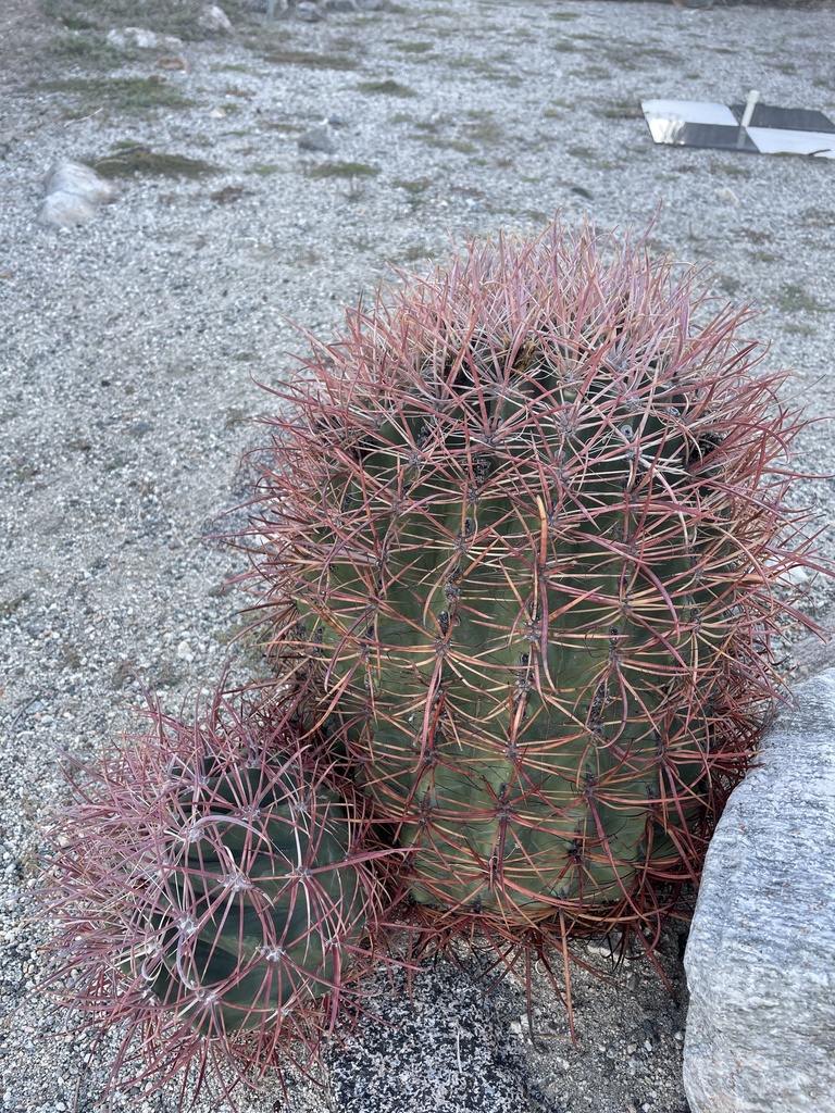 California Barrel Cactus from Riverside County, UCNRS, US-CA, US on ...