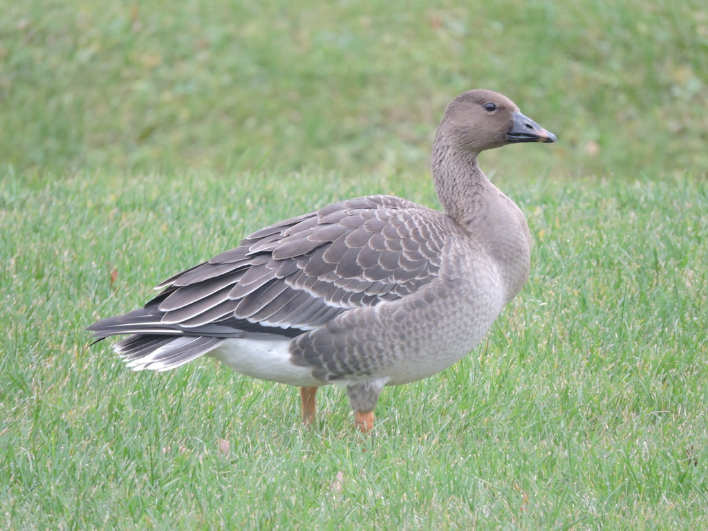 Taiga Bean Goose in November 2022 by Дарья Гаврилина · iNaturalist
