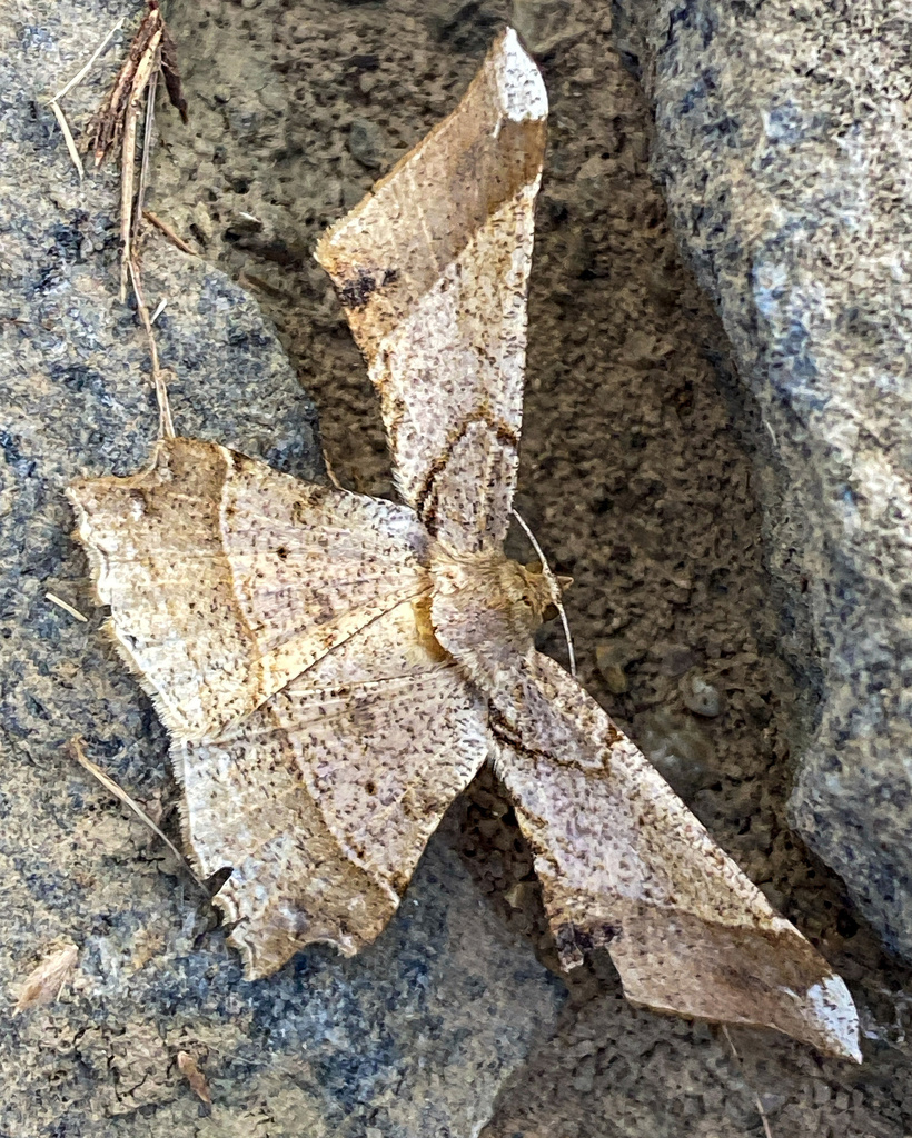 Krananda latimarginaria from 蒲郡市 on November 06, 2022 at 12:09 PM by ...