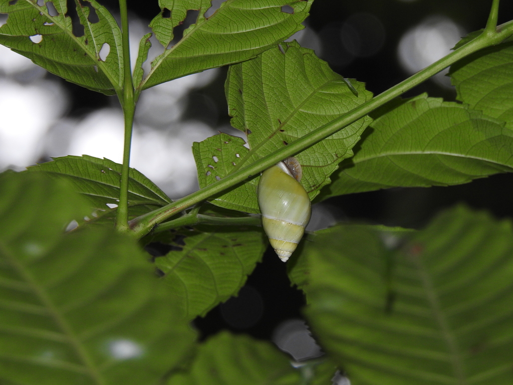 Temasek Green Tree Snail in June 2022 by CiS88. backdated record ...