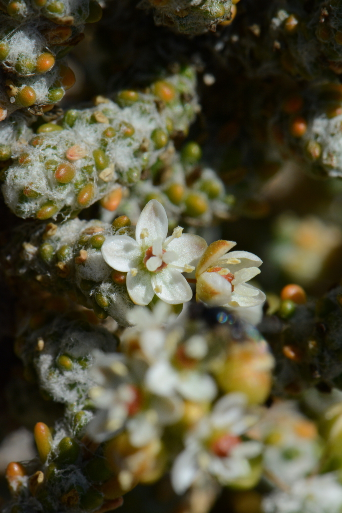 Minileaf Spookasem from Doringbaai, 8151, South Africa on November 01 ...
