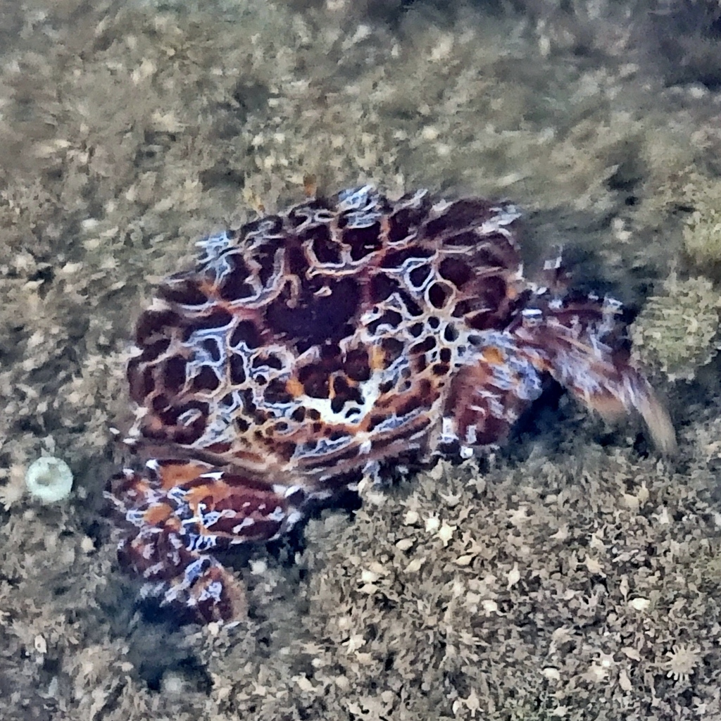Killer Crab from Abra de Ilog, Occidental Mindoro, Philippines on May ...