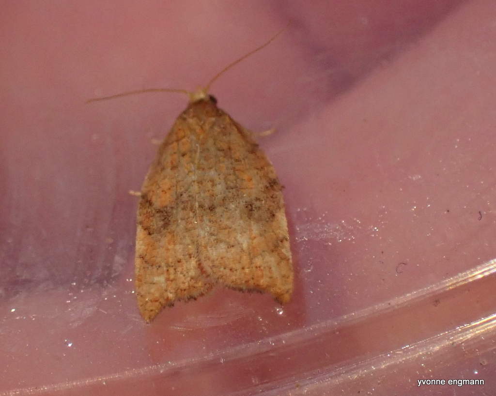 Rhomboid Tortrix from Aabenraa, Danmark on October 27, 2022 at 07:36 AM ...