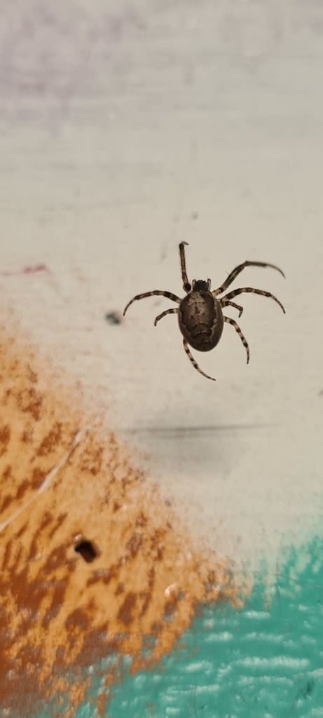 Silver-sided Sector Spider from Chandler's Ford, UK on November 6, 2022 ...