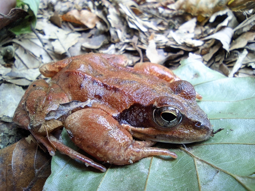 Pond Frogs in November 2022 by Rafael Losada · iNaturalist