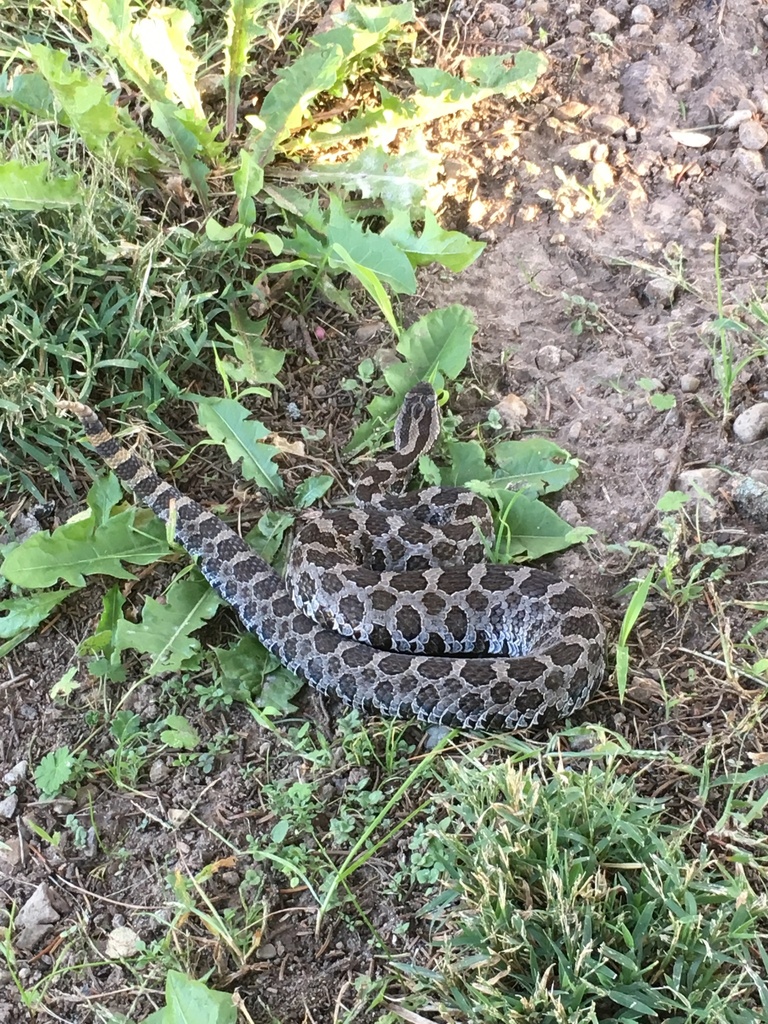 Massasauga in October 2016 by Connor O'Boyle · iNaturalist