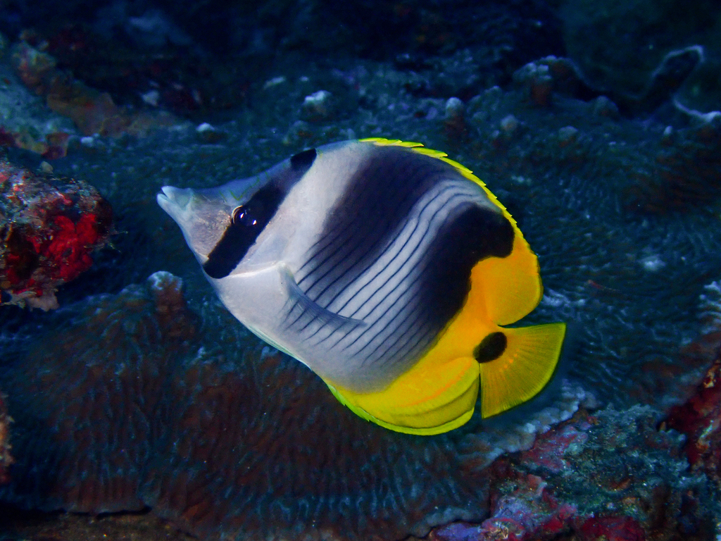 Pacific Double-saddle Butterflyfish from 鹿児島県熊毛郡屋久島町一湊 お宮前 on November ...